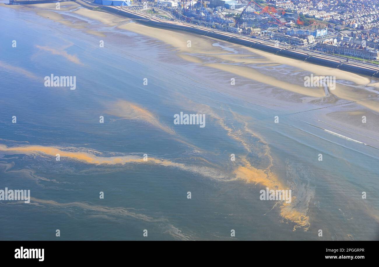 Orange Algae, aerial view of bloom floating on surface of sea ...