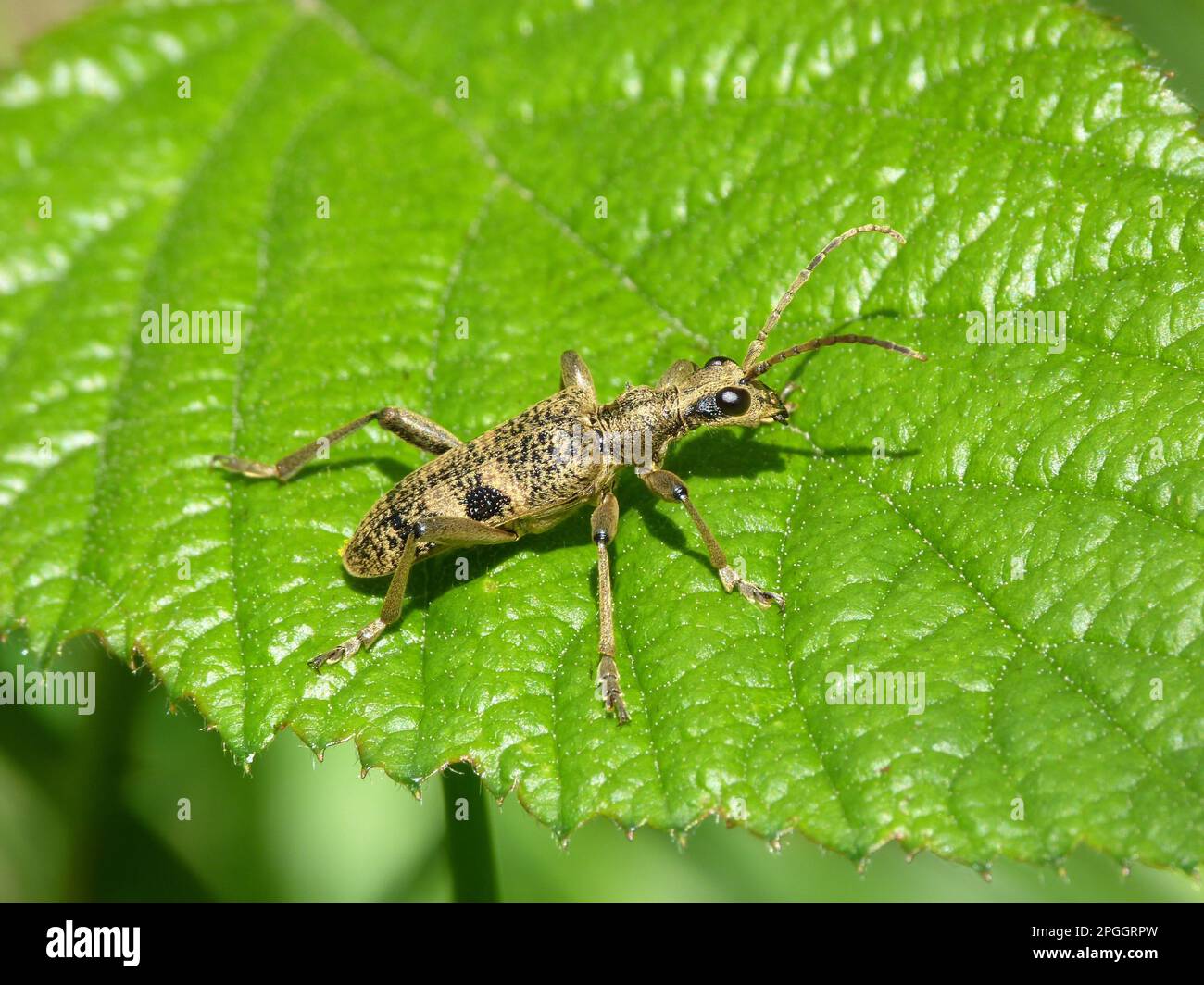 Black-spotted Longhorn Beetle (Rhagium mordax) adult, standing on ...