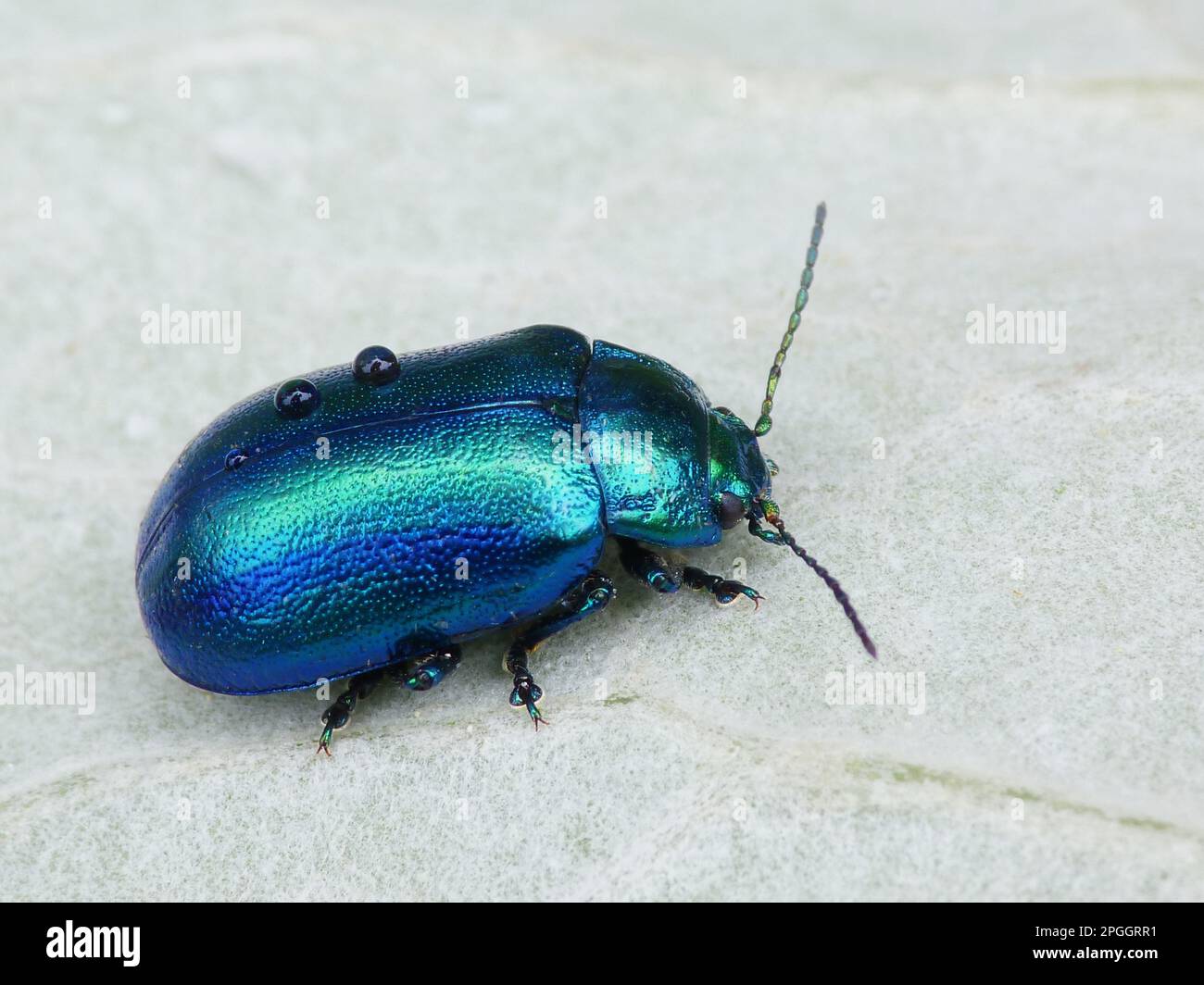 Leaf Beetle (Chrysolina geminata) adult, covered with raindrops, on ...