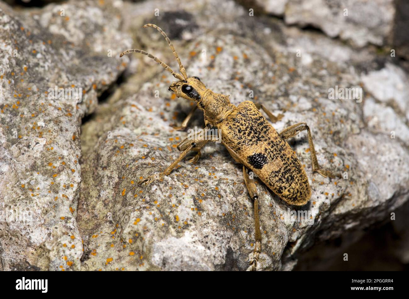 Black-spotted Longhorn Beetle (Rhagium mordax) adult, walking over rock ...