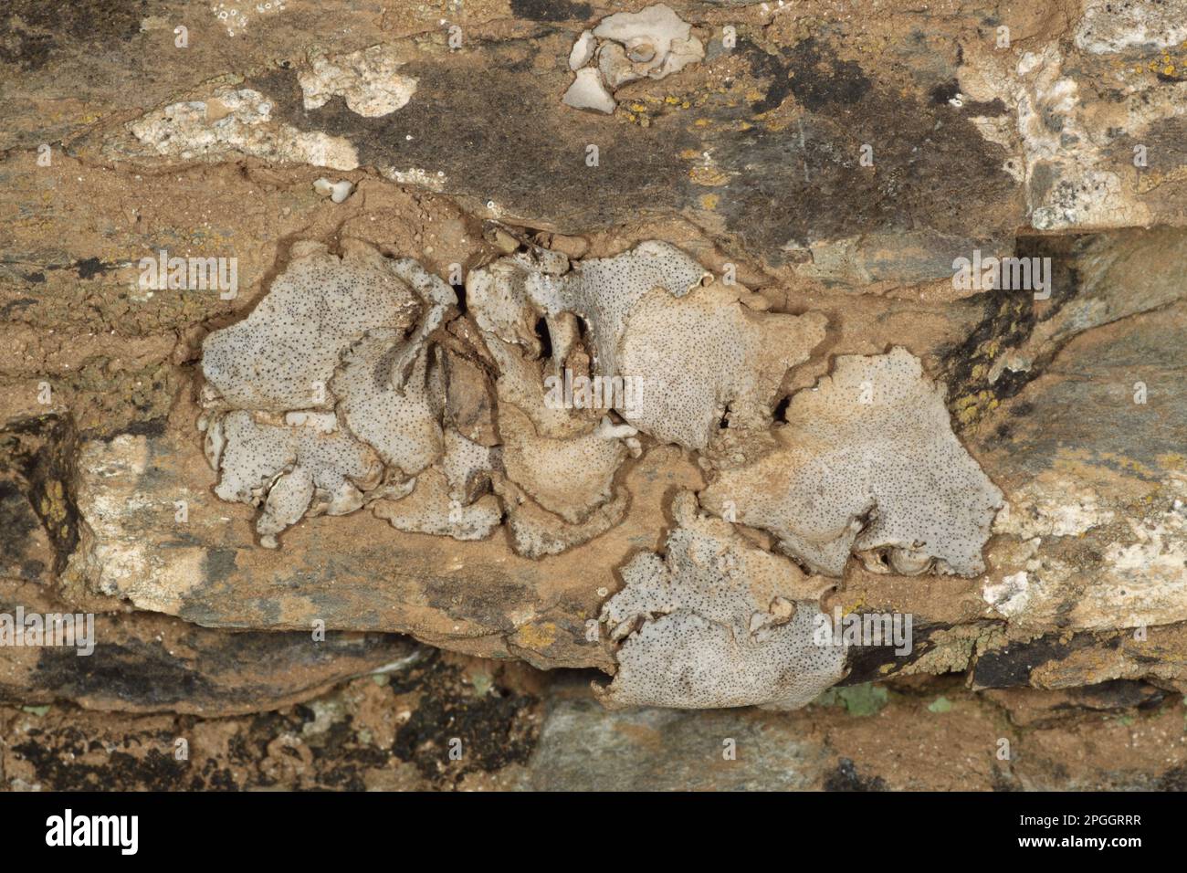 Silver skin lichen (Dermatocarpon miniatum) growing on a sea cliff ...