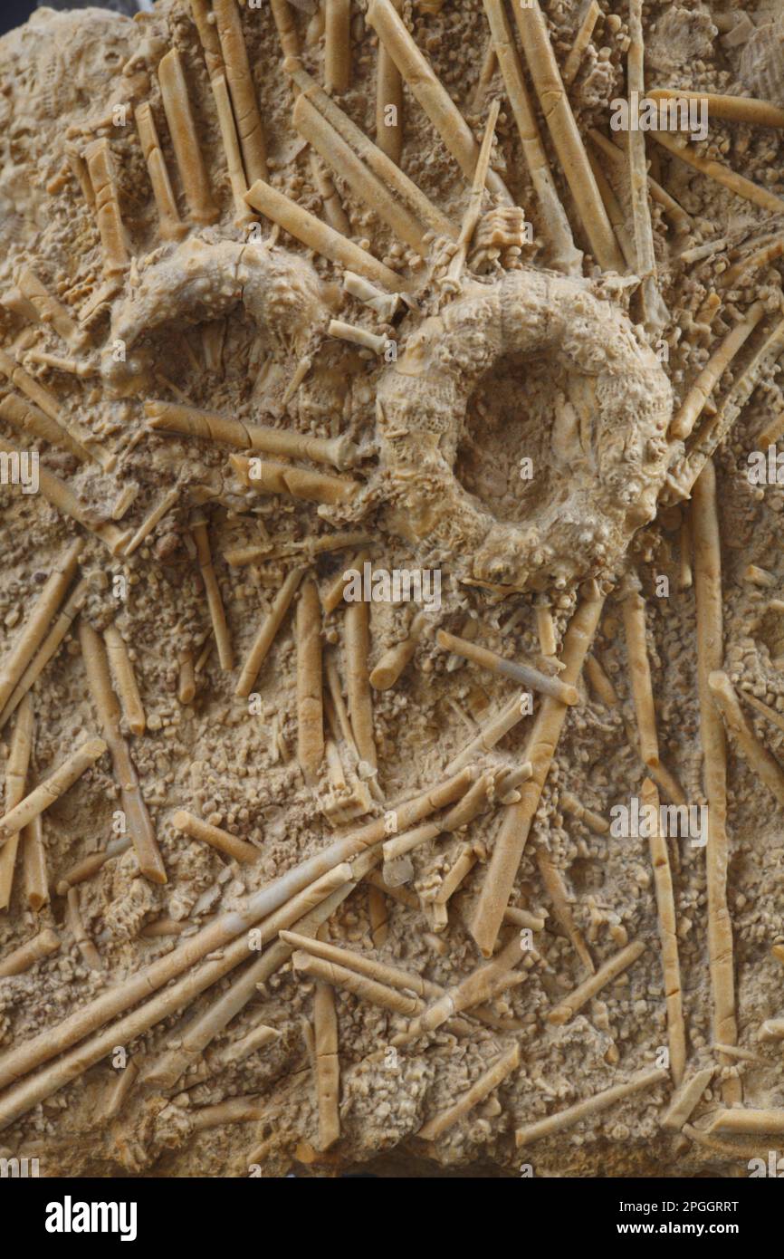 Fossil echinoid Urchin (Hemicidaris), from Jurassic deposits, Luc-sur ...
