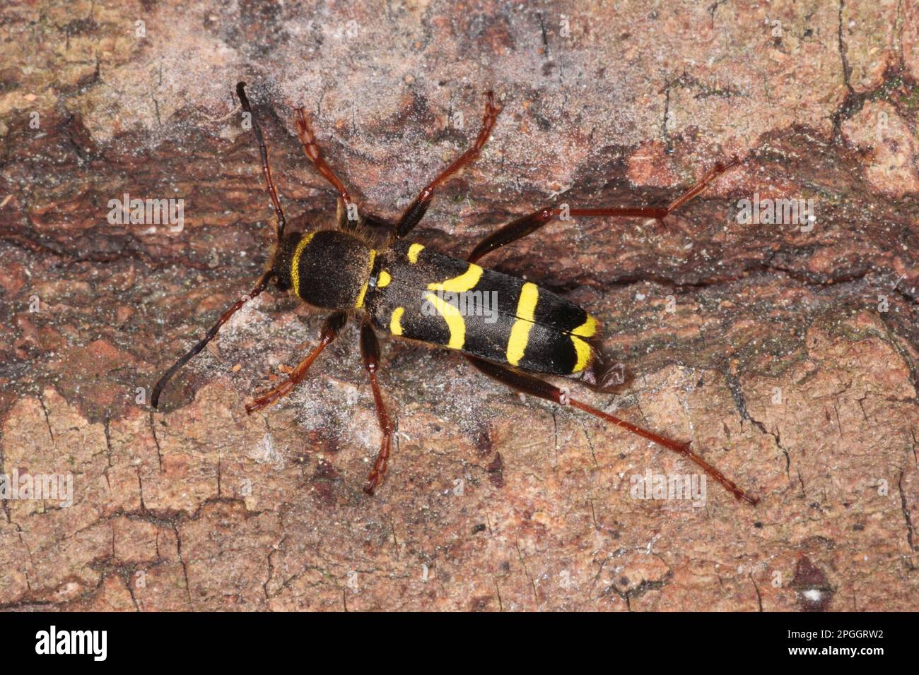 True ram, Common ram, Wasp beetle, True rams, Common rams, Wasp beetles ...