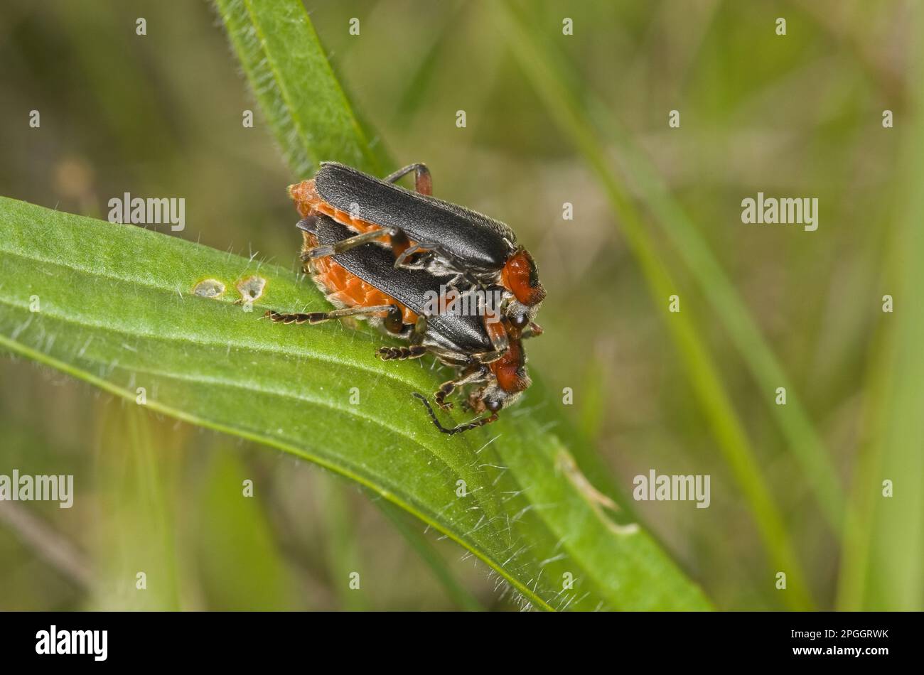 Other animals, Insects, soldier beetle (Cantharidae), Animals, Soldier ...