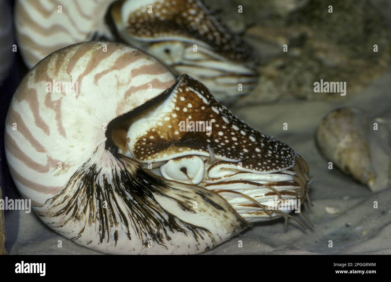 Pearl boat, pearly nautilus (Nautilus pompilius), Other animals ...