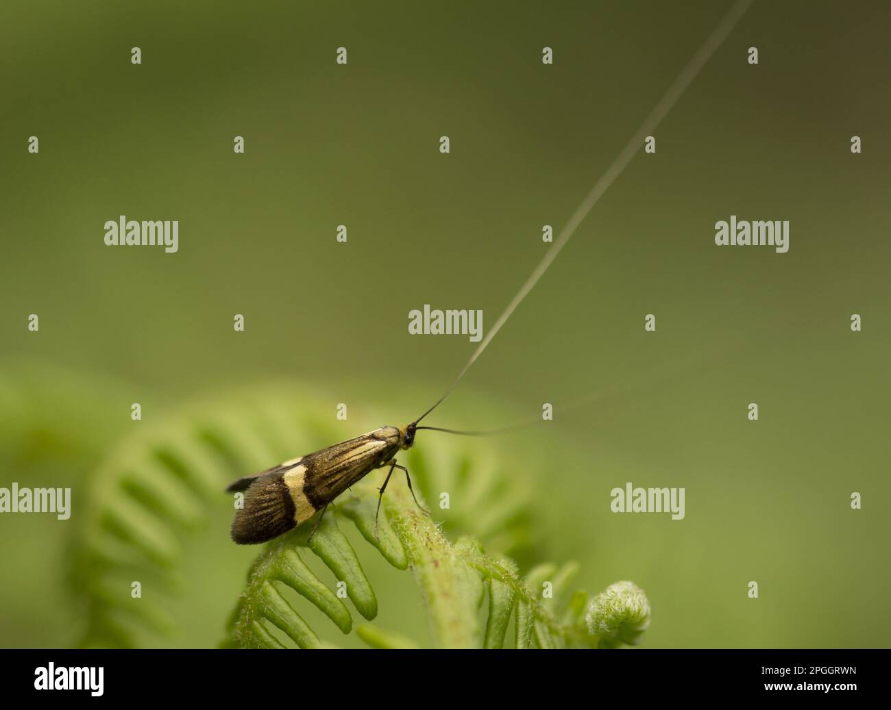 Longhorn Moth (Nemophora degeerella) adult, resting on fern frond ...