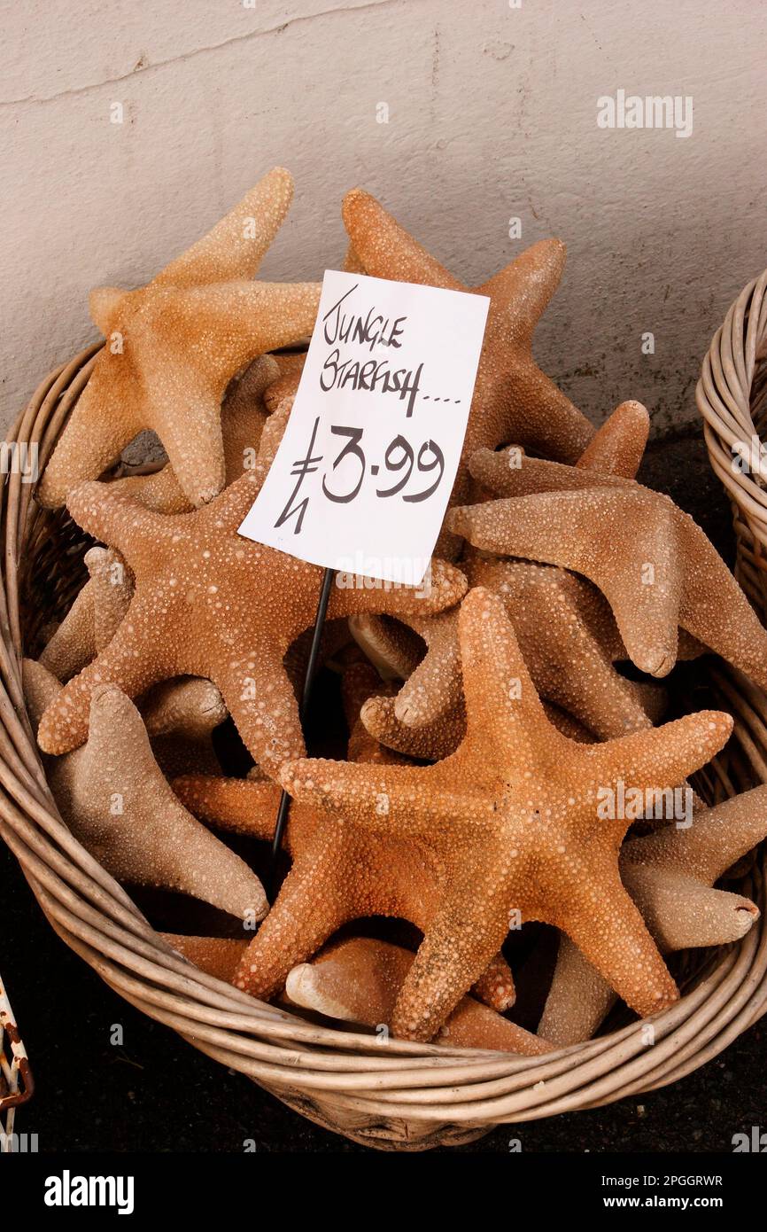 Basket starfish hi-res stock photography and images - Alamy