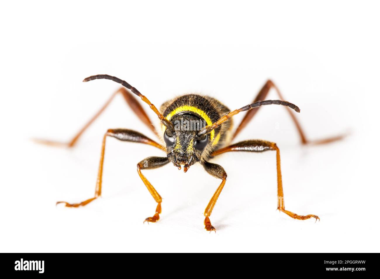 Oak longhorn beetles hi-res stock photography and images - Alamy