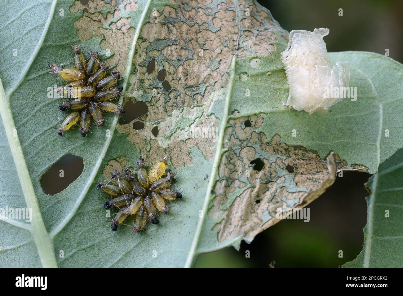 Orange Tortoise Beetle (Aspidimorpha westwoodii) newly emerged larvae ...