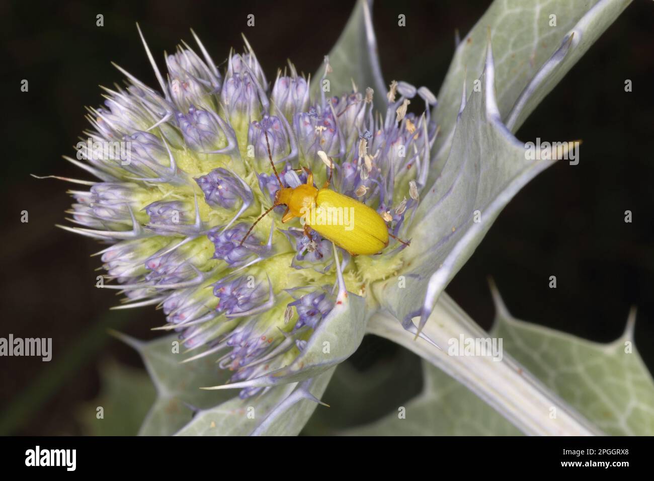 Sulphur beetle (Cteniopus sulphureus) adult, on flowers of sea holly ...