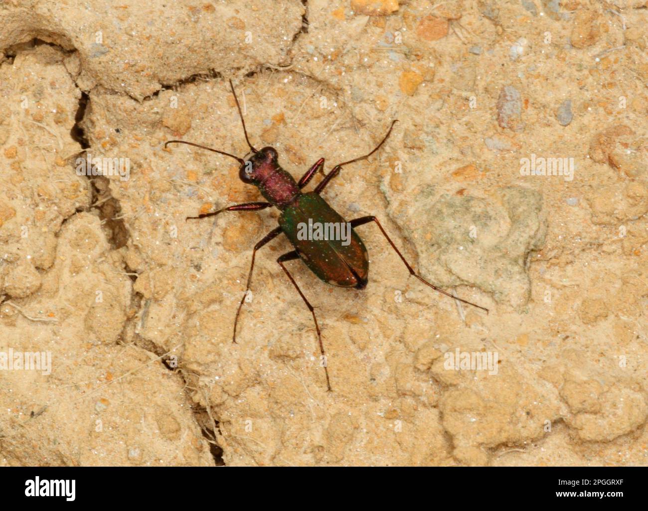 Cylindera germanica, German Sand Beetle, German Sand Beetle, Other ...