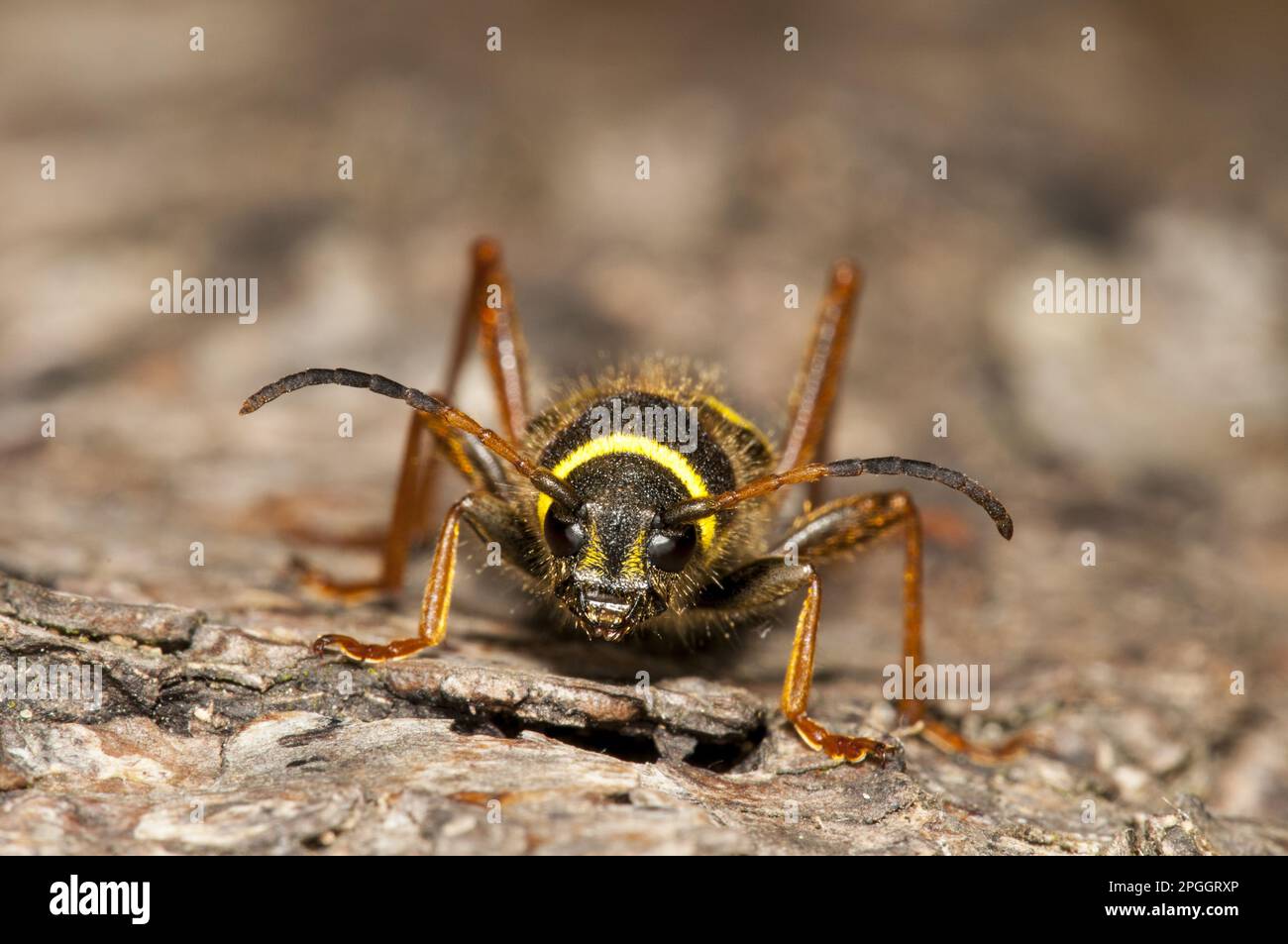 True ram, Common ram, Wasp beetle, True rams, Common rams, Wasp beetles ...