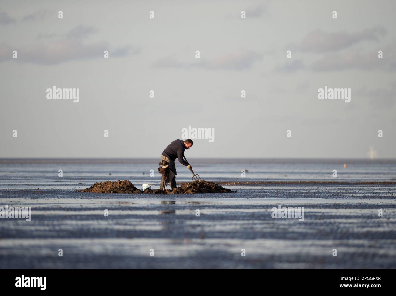 Angler digging for worms as bait, at low tide on mudflats, The Wash ...