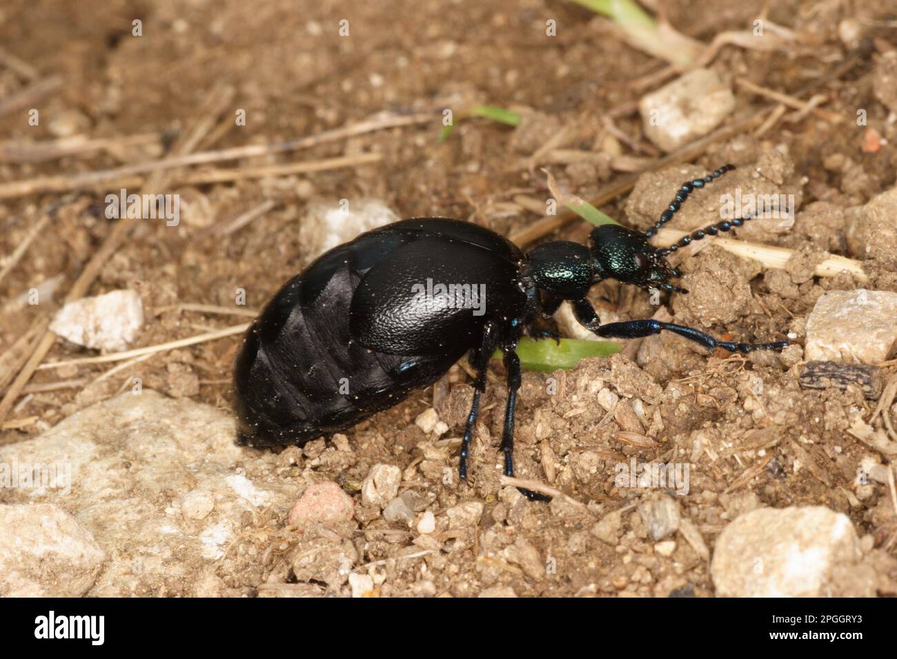 Black oil beetle, Black May Worm, Black Oil Beetles (Meloe ...
