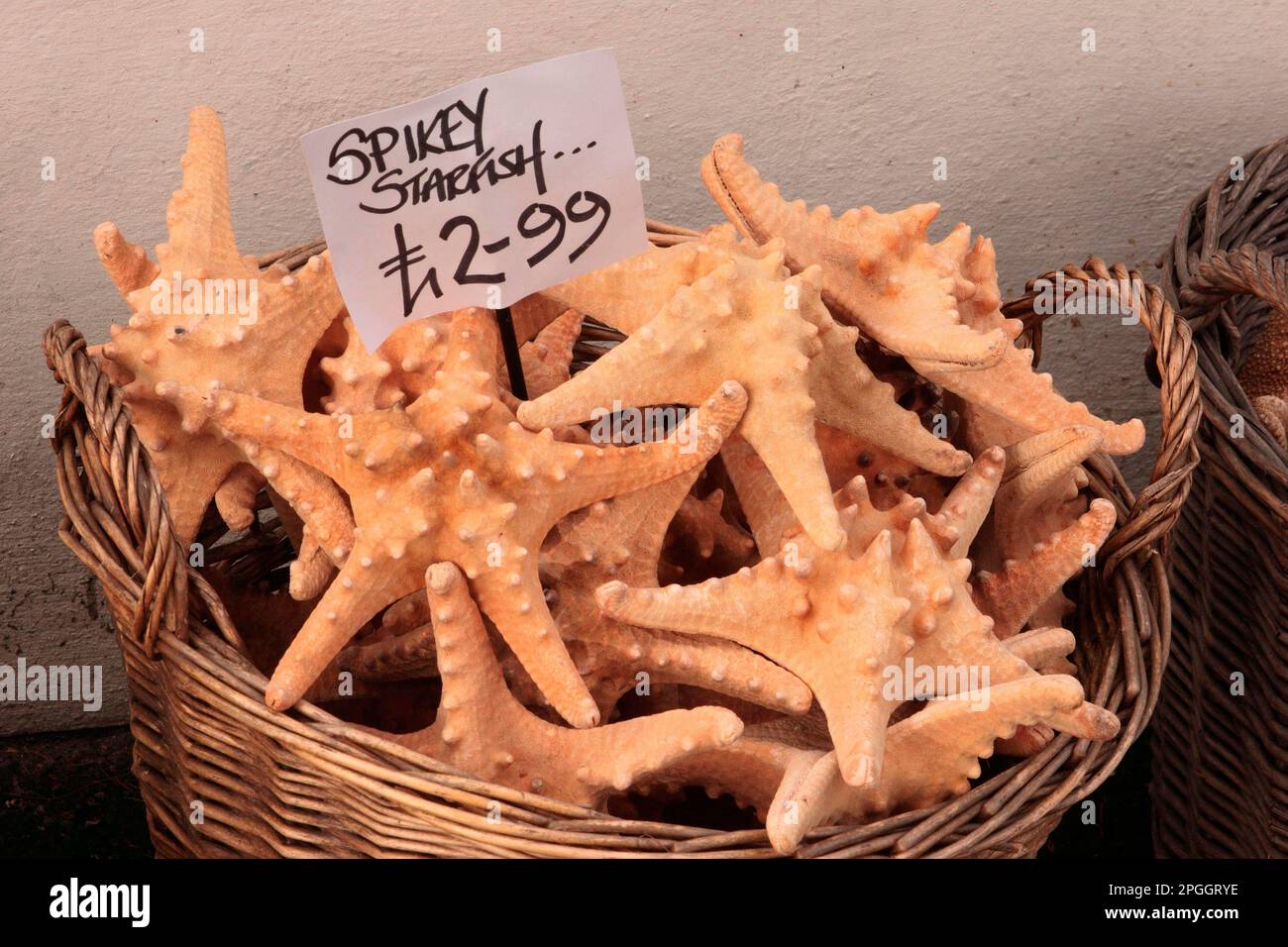 'Spikey Starfish', dried starfish, sold as marine curios, Bude ...