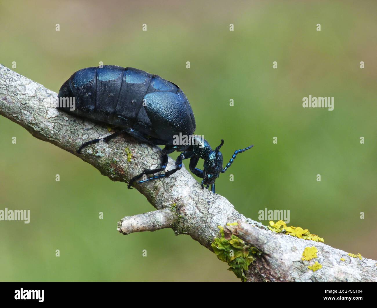 Black Oil Beetle (Meloe proscarabaeus) adult, resting on twig ...