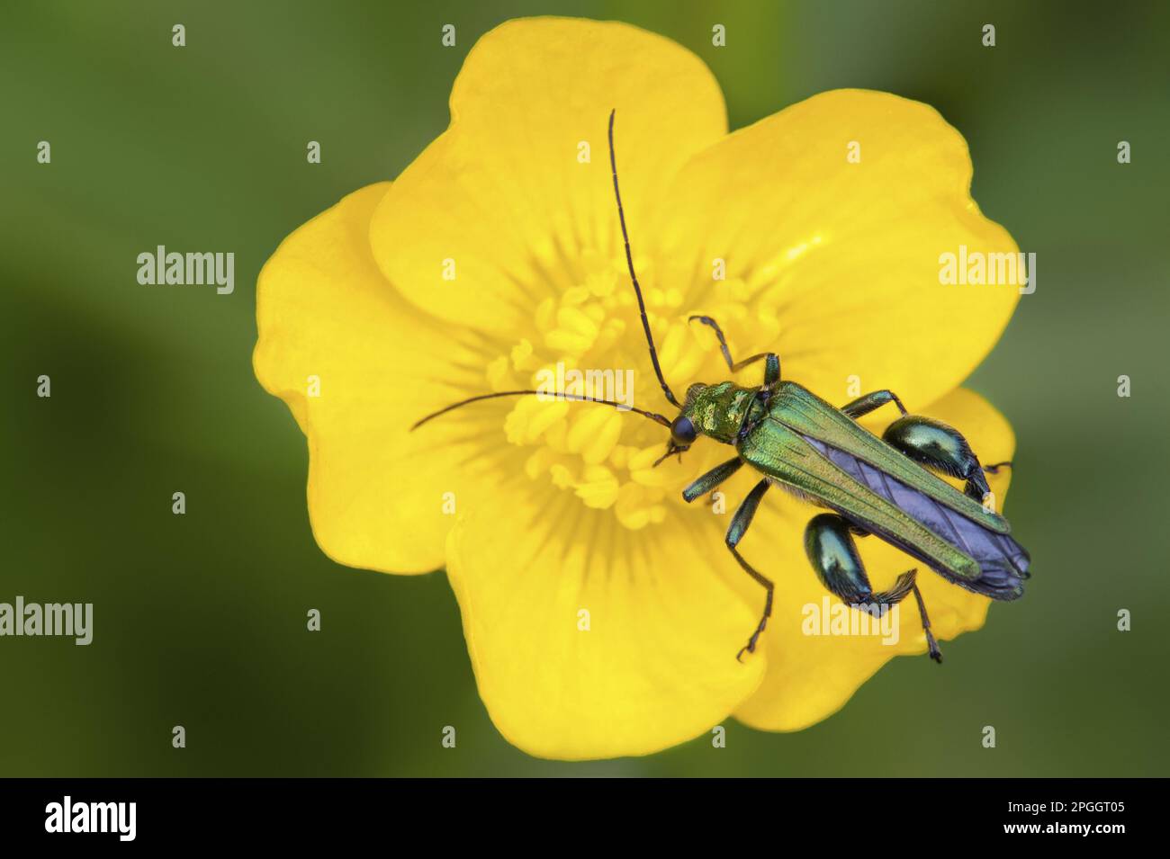 Thick-legged Flower Beetle (Oedemera nobilis) adult male, on buttercup ...