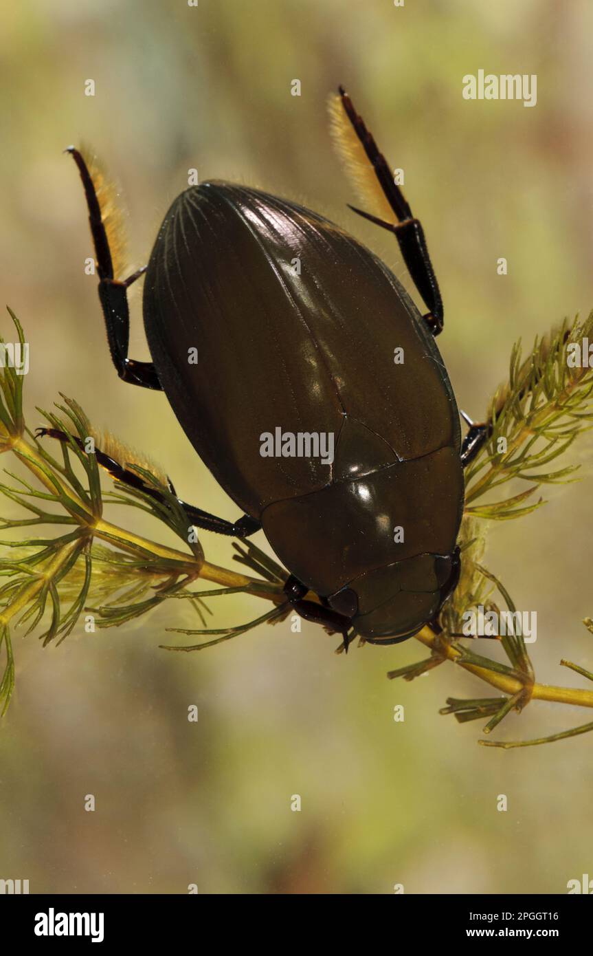Large great silver water beetle (Hydrophilus piceus) adult, underwater ...