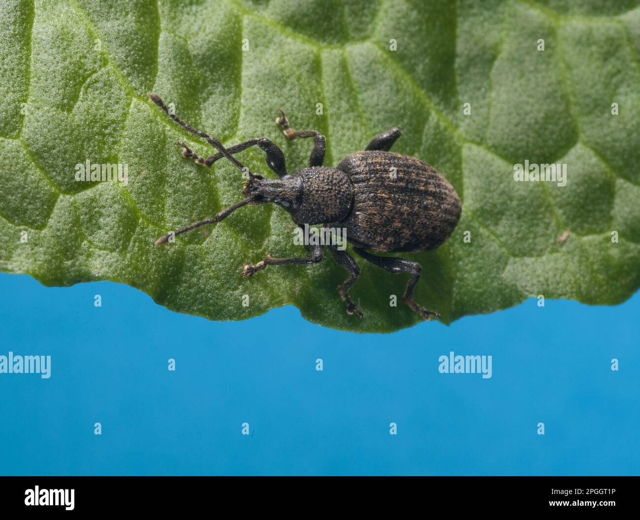 Vine weevil leaf hi-res stock photography and images - Alamy