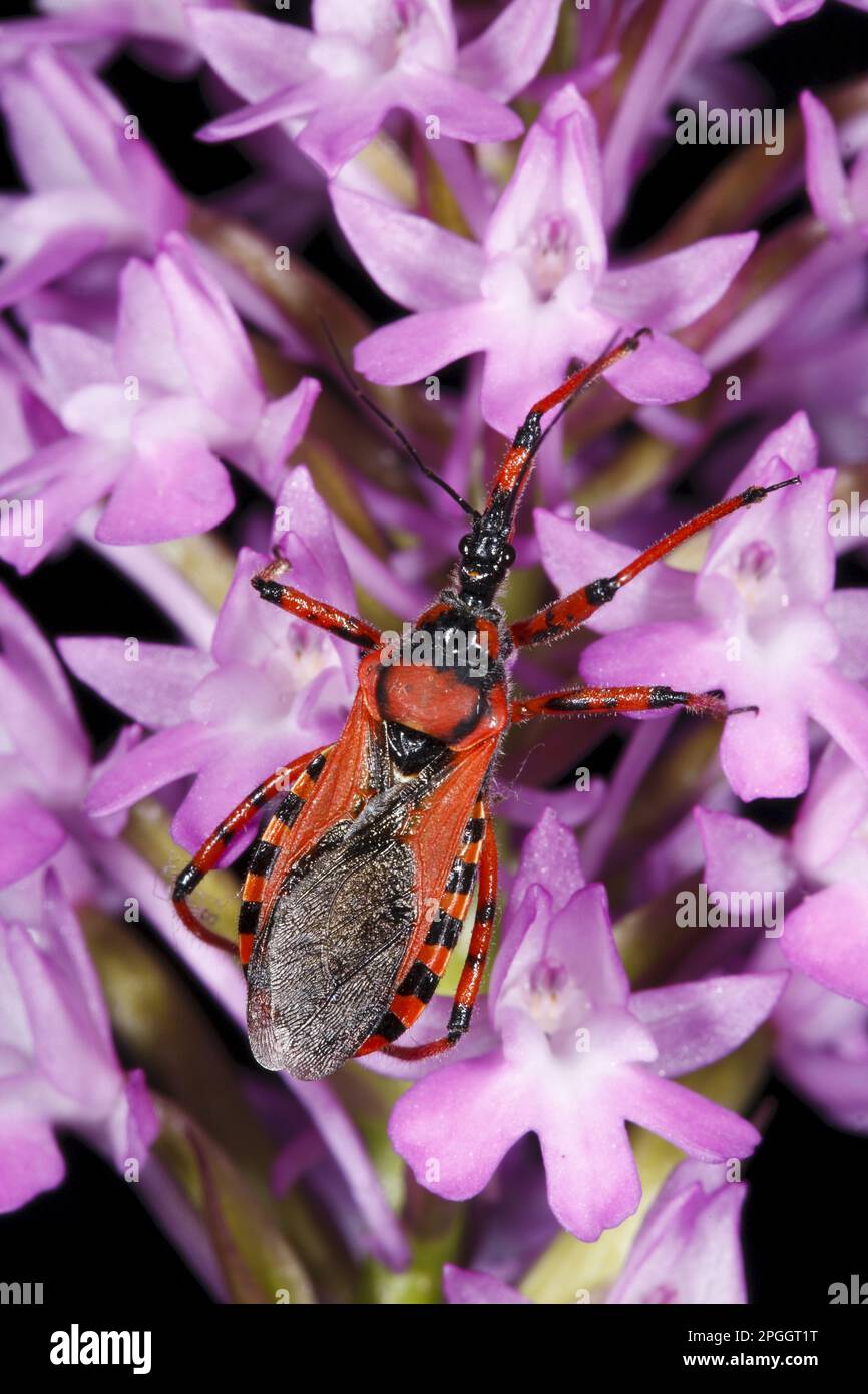 Red assassin bug (Rhynocoris iracundus) adult, on flowers of pyramidal ...