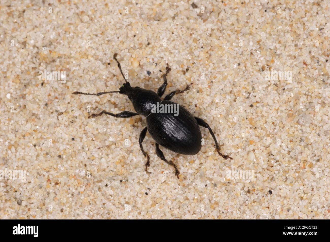 Weevils, Other animals, Insects, Beetles, Animals, Dune Weevil ...