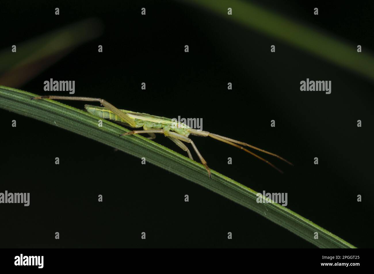 Mirid Bug (Stenodema laevigata) nymph, resting on grass leaf, Cliffe ...