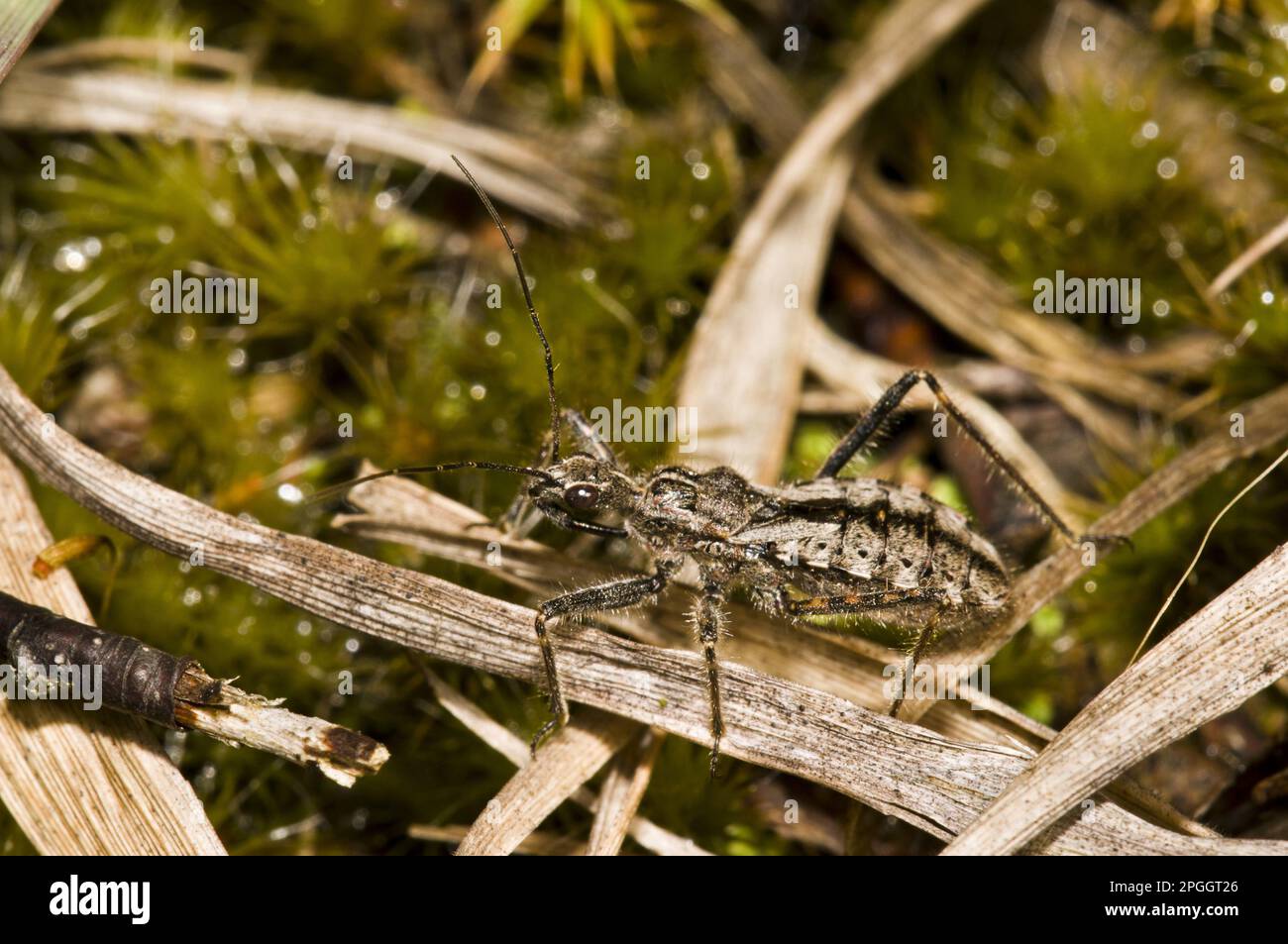 Heath Assassin Bug (Coranus subapterus) adult, Thursley Common National ...