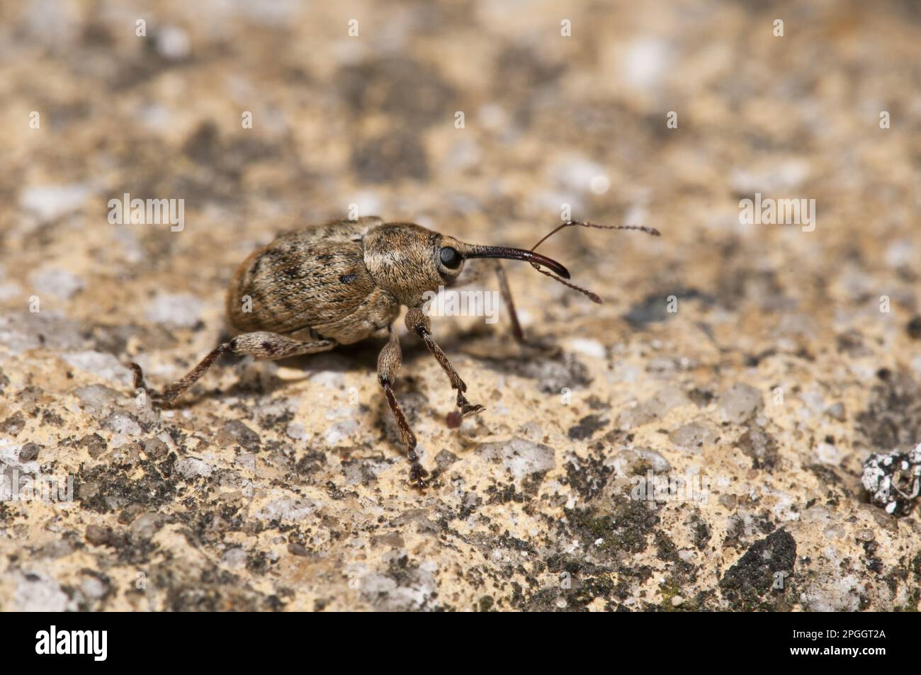 Acorn Weevil (Curculio glandium) adult, walking across paving slab ...