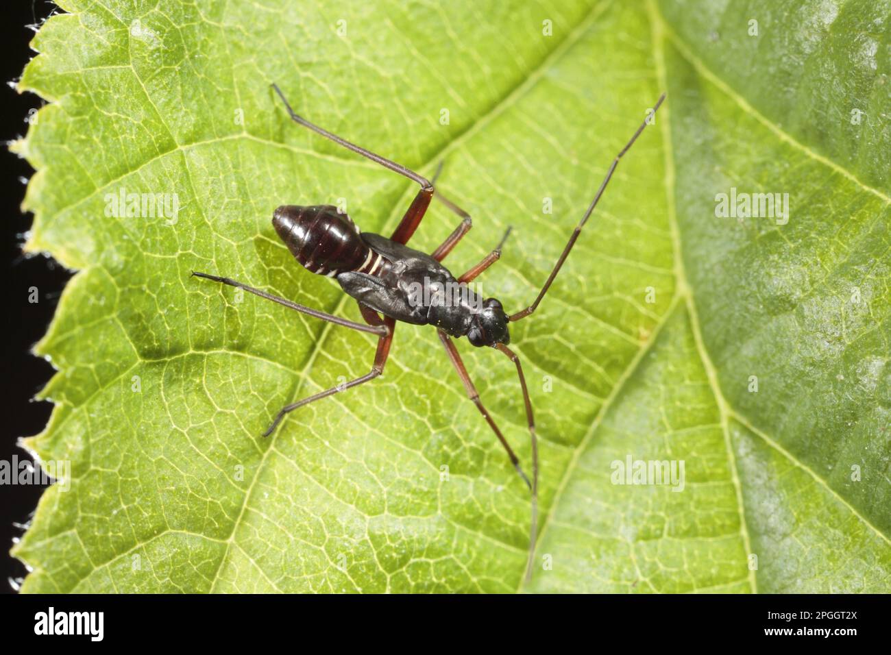 Capsid bugs hi-res stock photography and images - Alamy