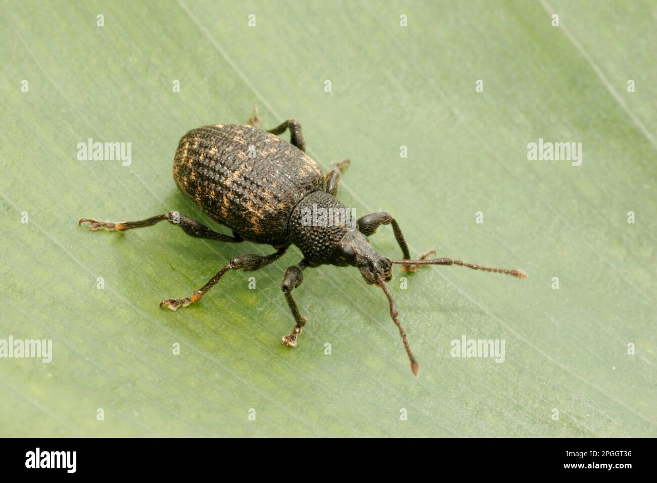 Vine weevil hi-res stock photography and images - Alamy