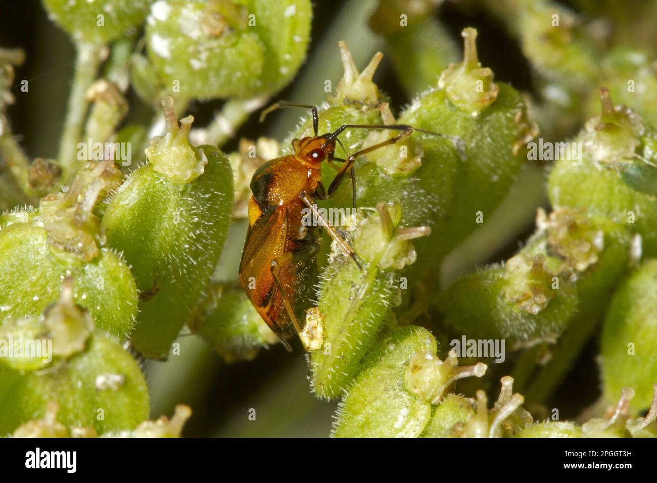 British garden insects hi-res stock photography and images - Alamy
