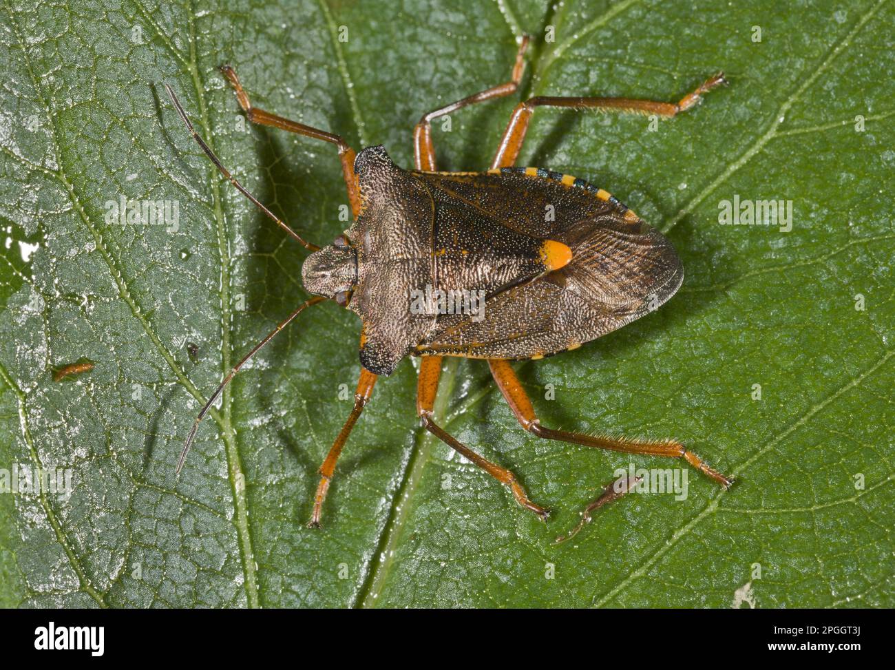 Red-legged tree bug, forest bugs (Pentatoma rufipes), Other animals ...