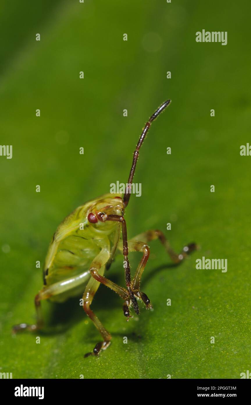Animals cleaning each other hi-res stock photography and images - Alamy
