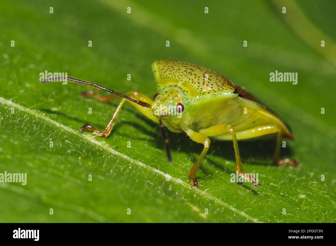 Shieldbugs hi-res stock photography and images - Alamy