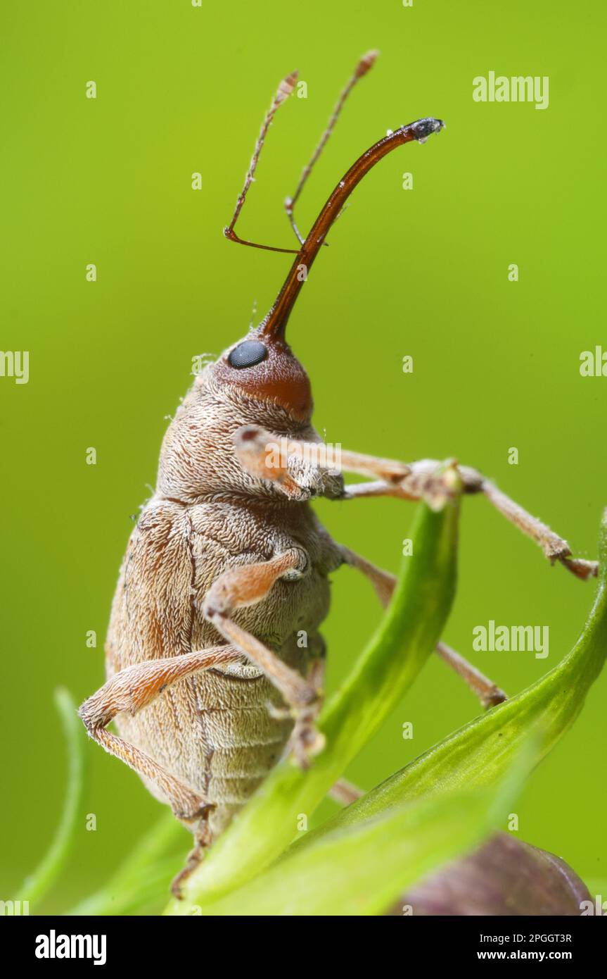 Chestnut Weevil (Curculio elephas) adult, resting on leaves, Italy ...