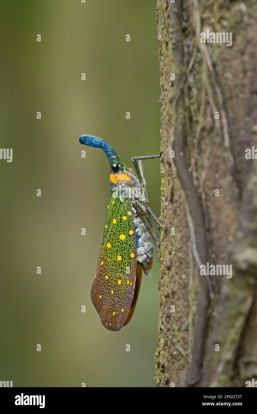 Lantern Bug (Pyrops whiteheadi) adult, resting on tree trunk, Malaysian ...
