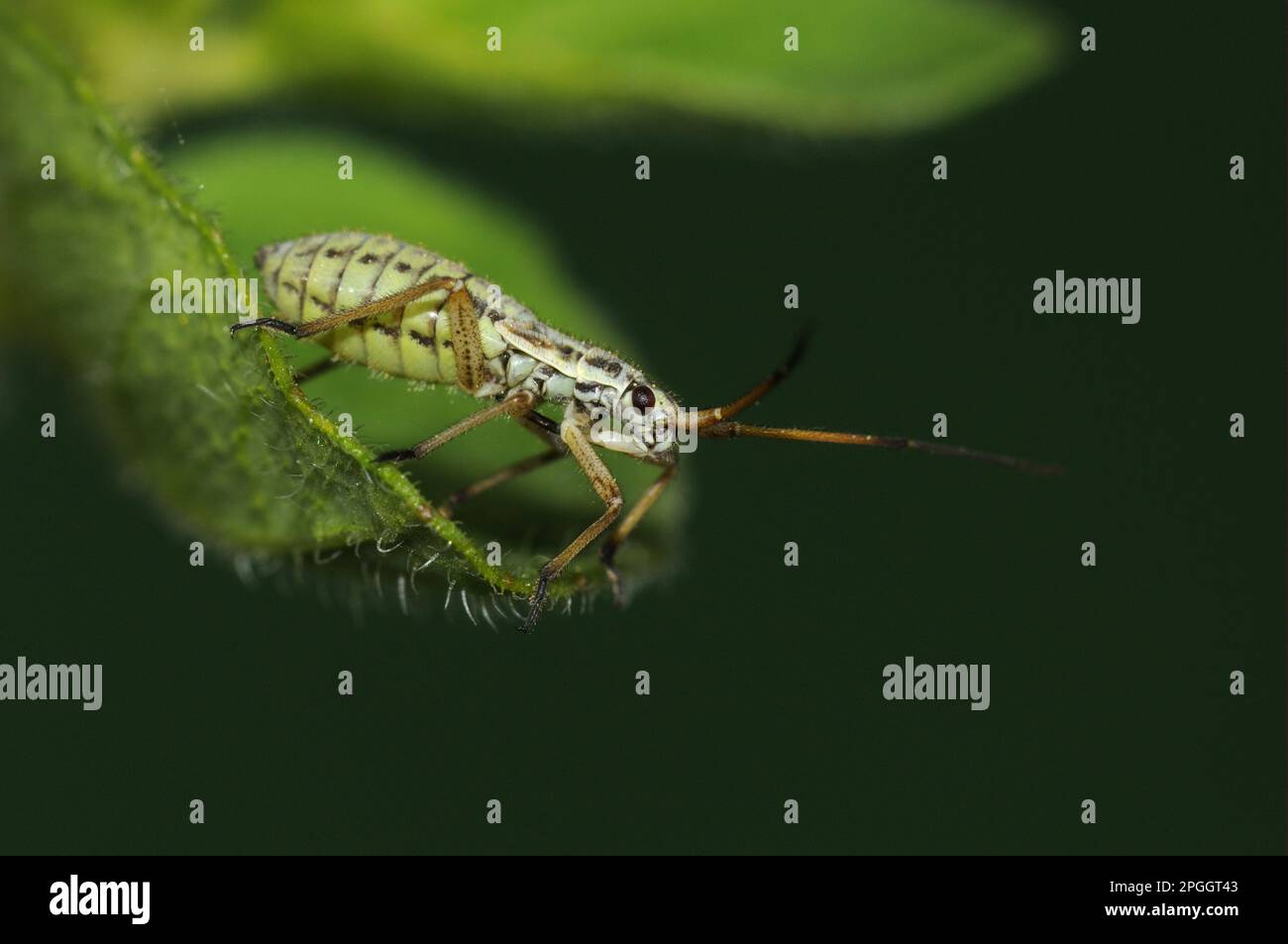 Miris dolabratus, Long-haired dagger bug, Long-haired dagger bugs, Dud ...