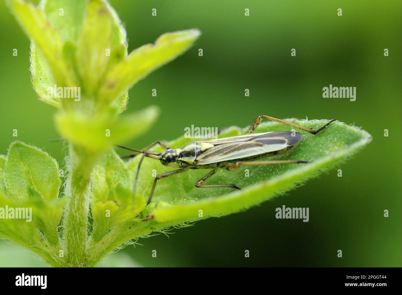 Miris dolabratus, Long-haired dagger bug, Long-haired dagger bugs, Dud ...