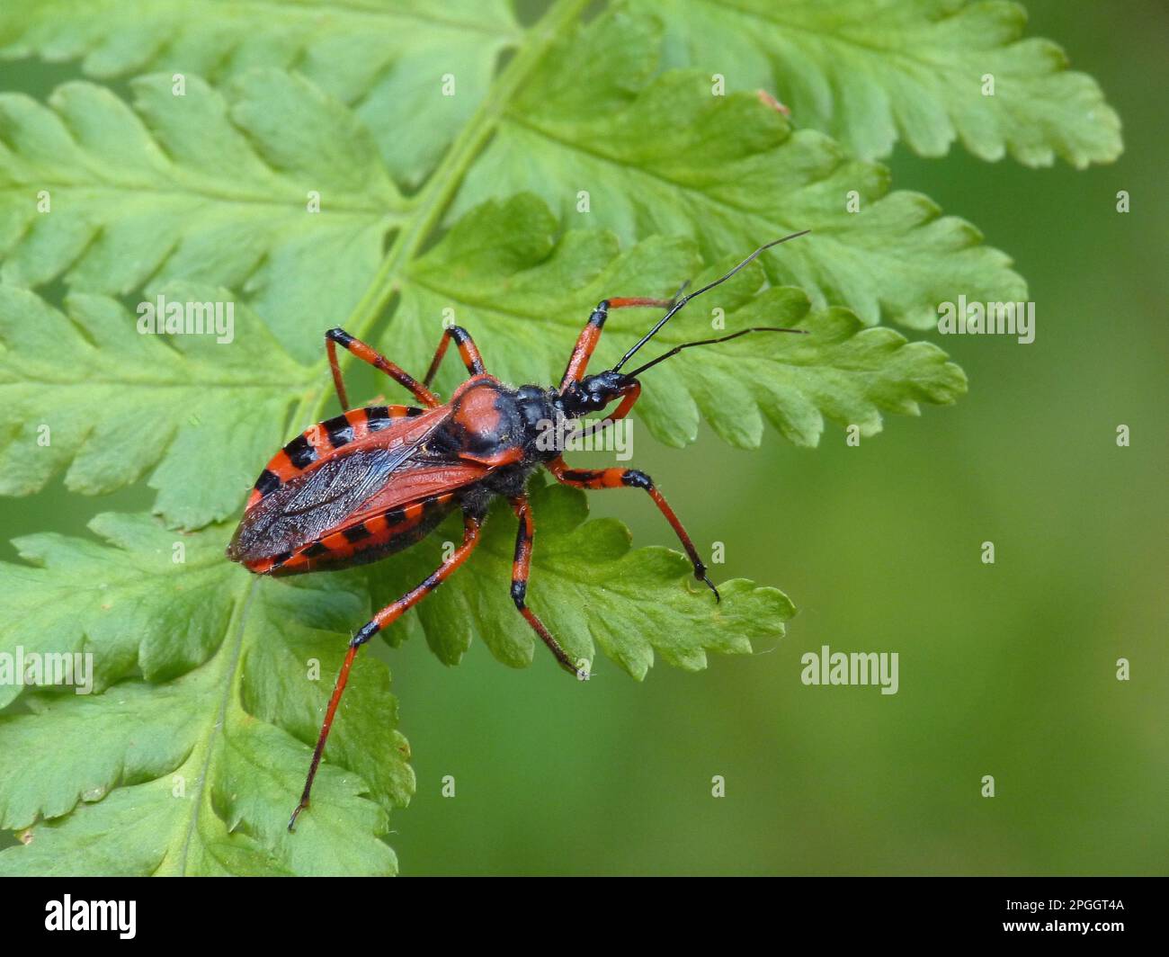 Red Assassin Bug Rhynocoris Iracundus Red Assassin Bug Predatory Bug Predatory Bugs Other