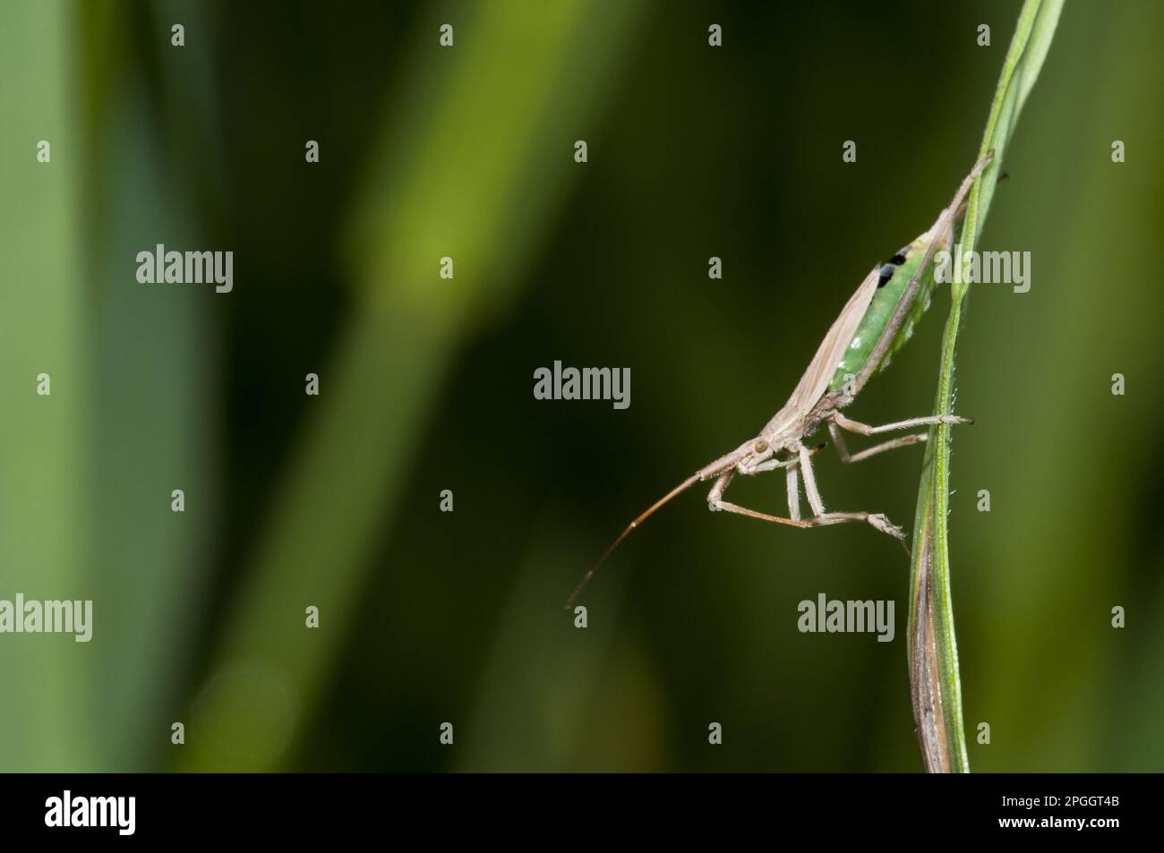 Bug antenna hi-res stock photography and images - Alamy