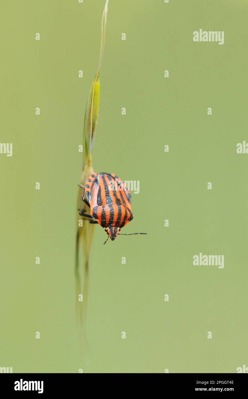 Italicum, Striped bug, italian striped-bugs (Graphosoma italicum) Tree ...