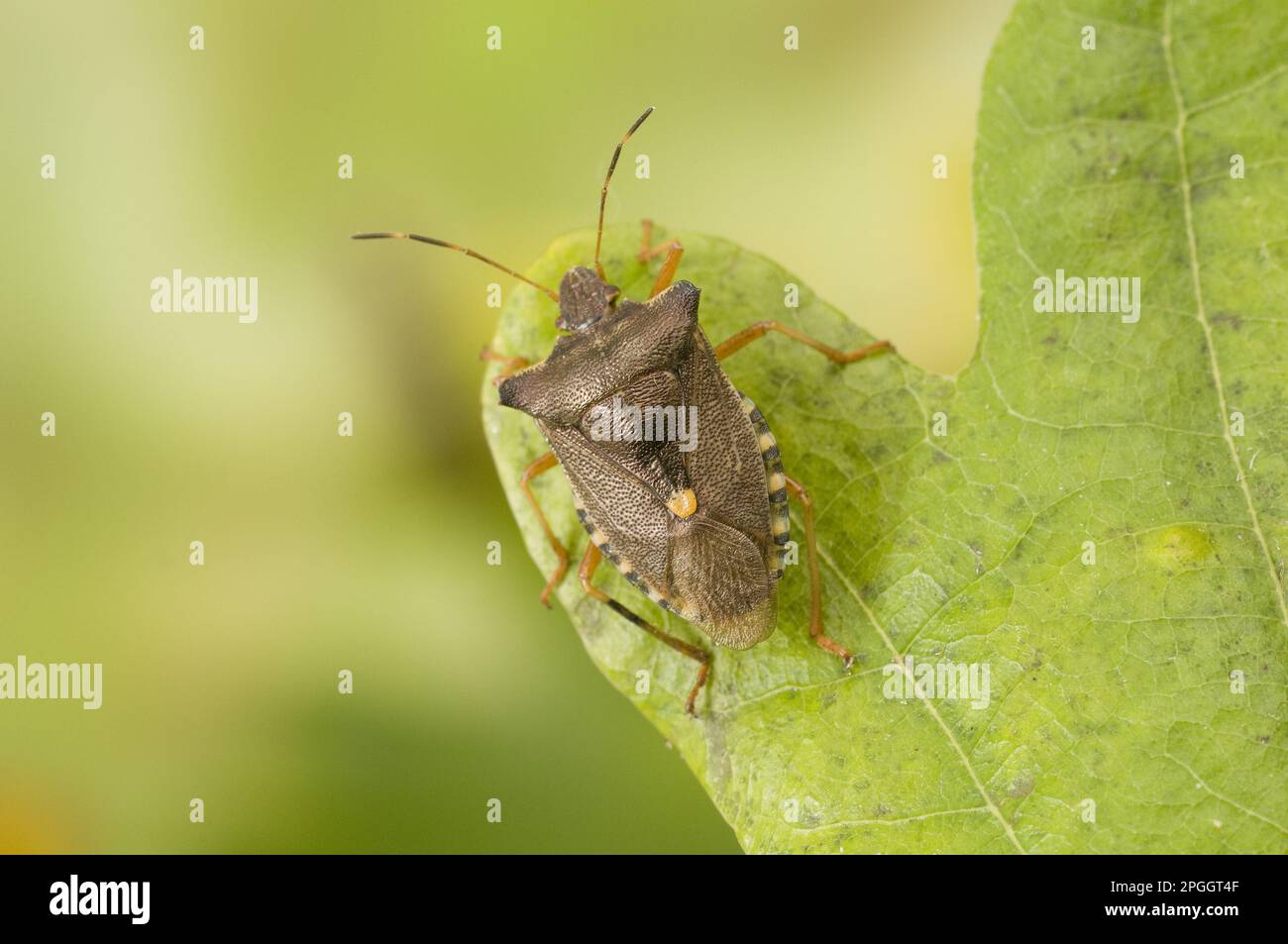 Red-legged tree bug, forest bugs (Pentatoma rufipes), Other animals ...