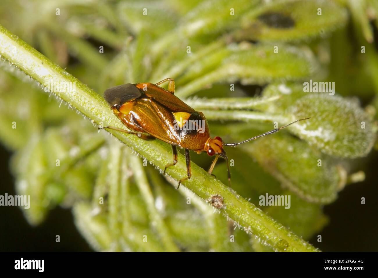 British garden insects hi-res stock photography and images - Alamy
