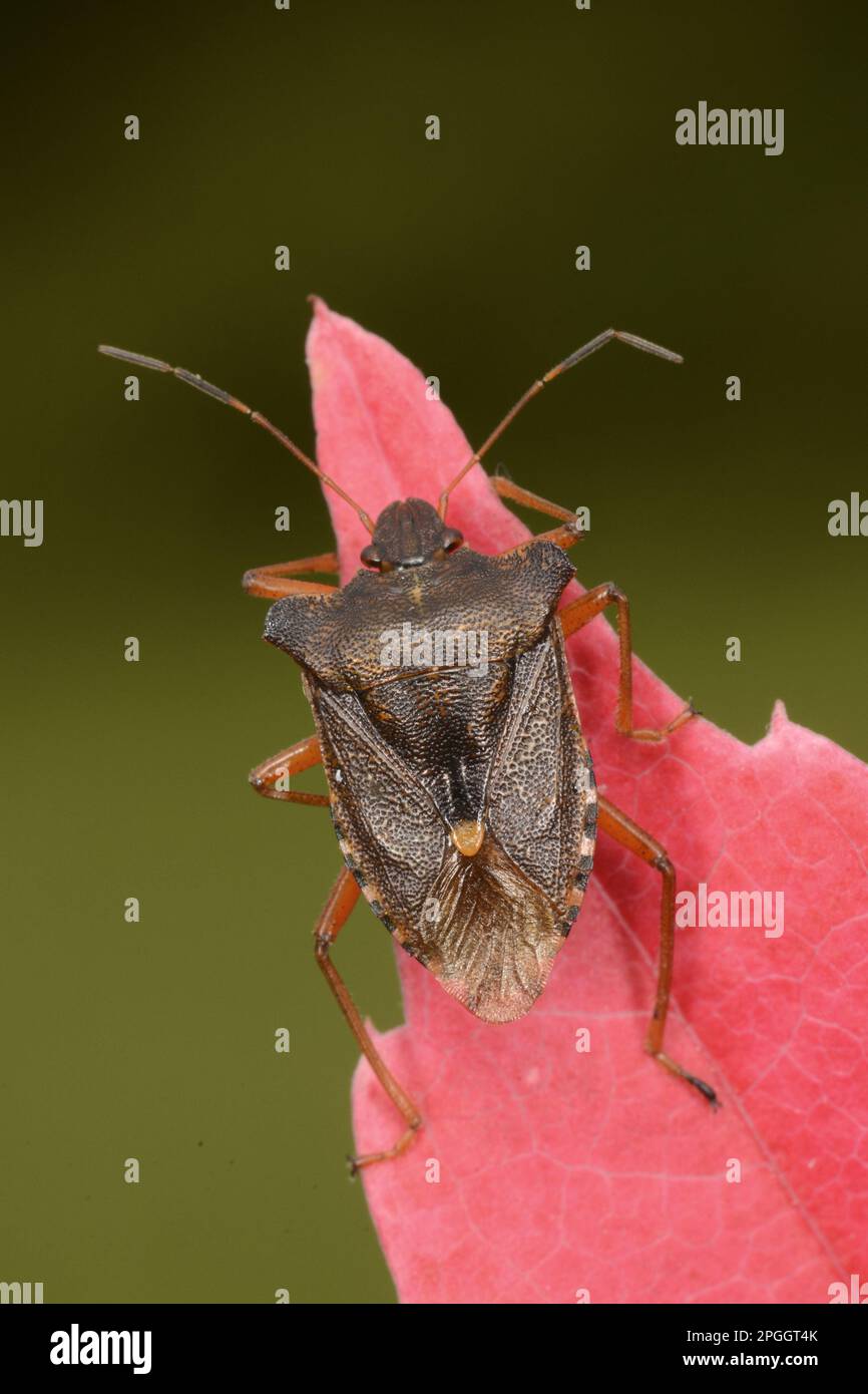 Pentatoma forest bug (Pentatoma rufipes) adult, resting on the leaf of ...