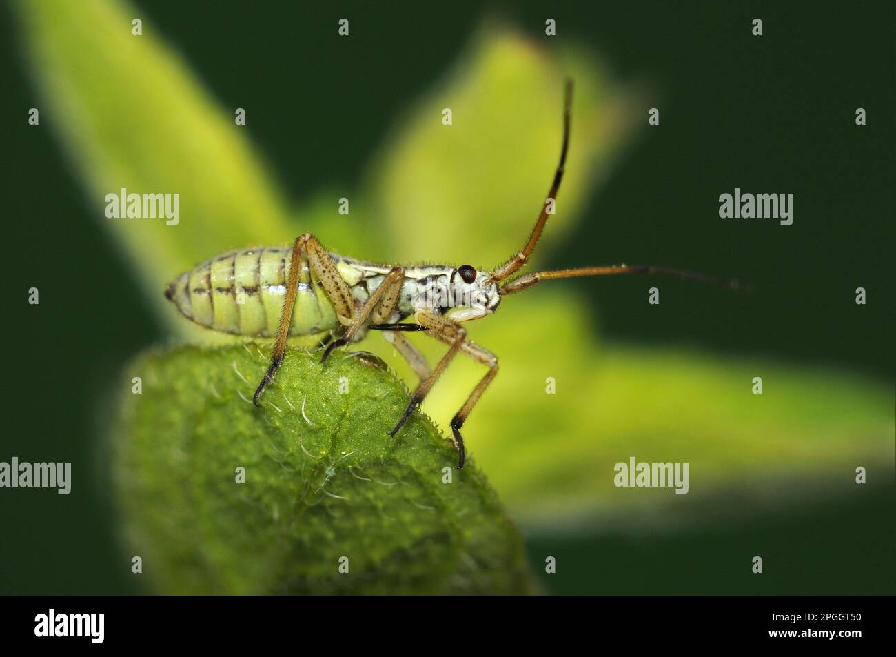 Miris dolabratus, Long-haired dagger bug, Long-haired dagger bugs, Dud ...