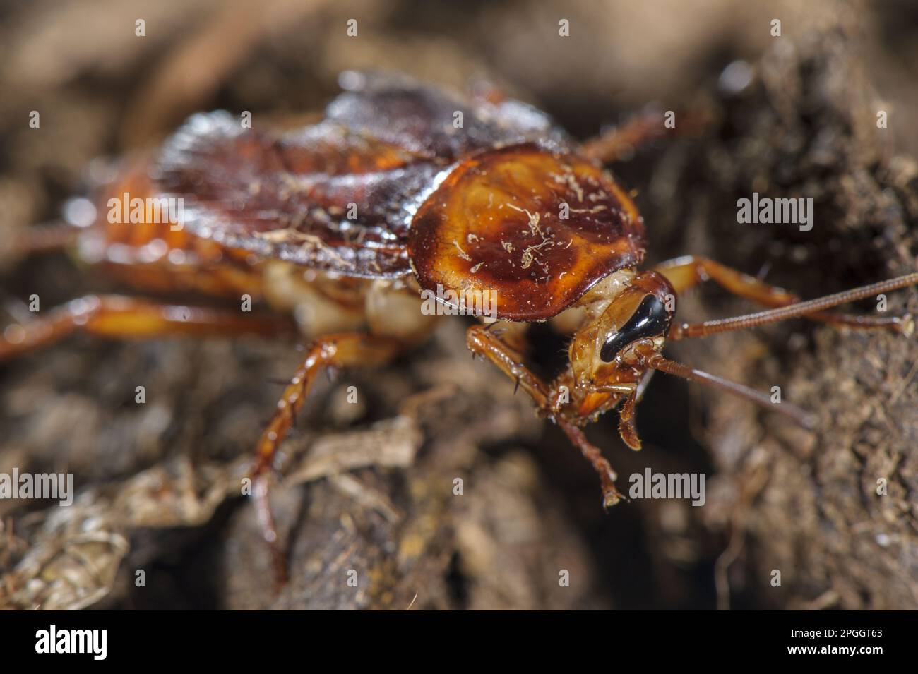 American cockroach (Periplaneta americana), American Large Cockroach ...