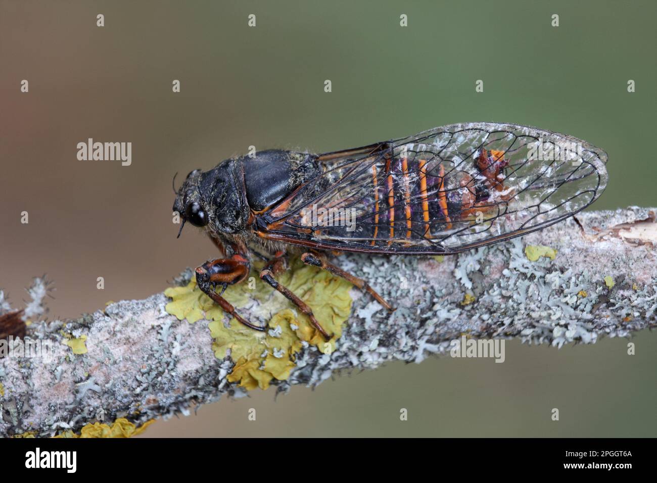 Mountain Cicada (Cicadetta montana) adult, resting on lichen covered ...