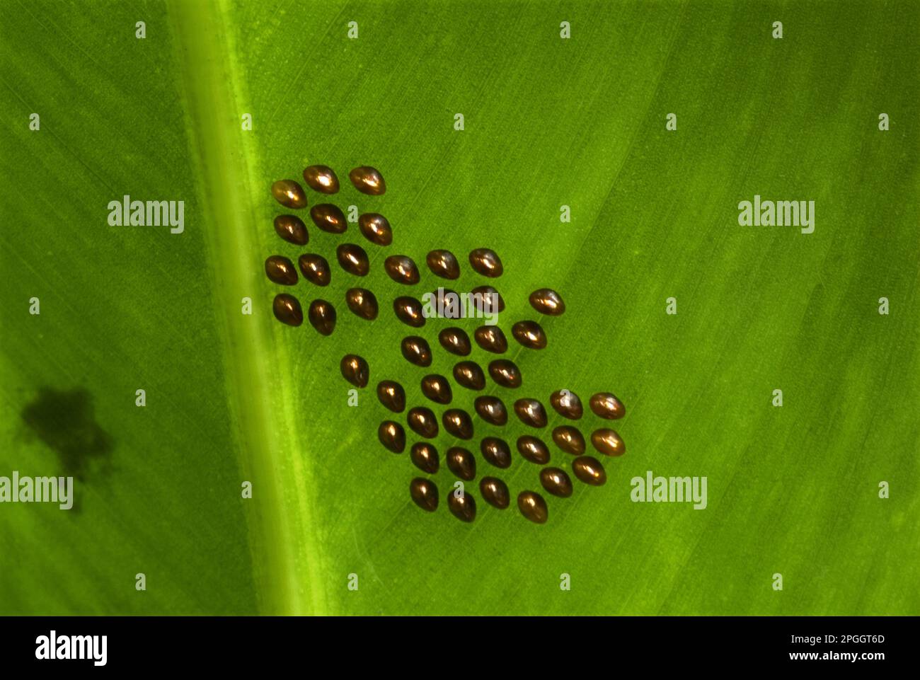 Orange Tipped Leaf Footed Bug Anasa Tristis Introduced Species Eggs On Underside Of Leaves