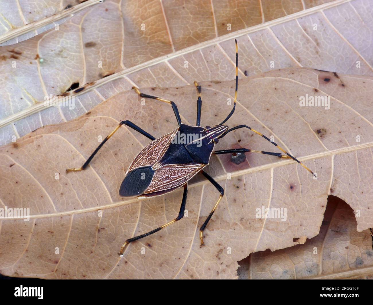 Spotted gum hi-res stock photography and images - Alamy