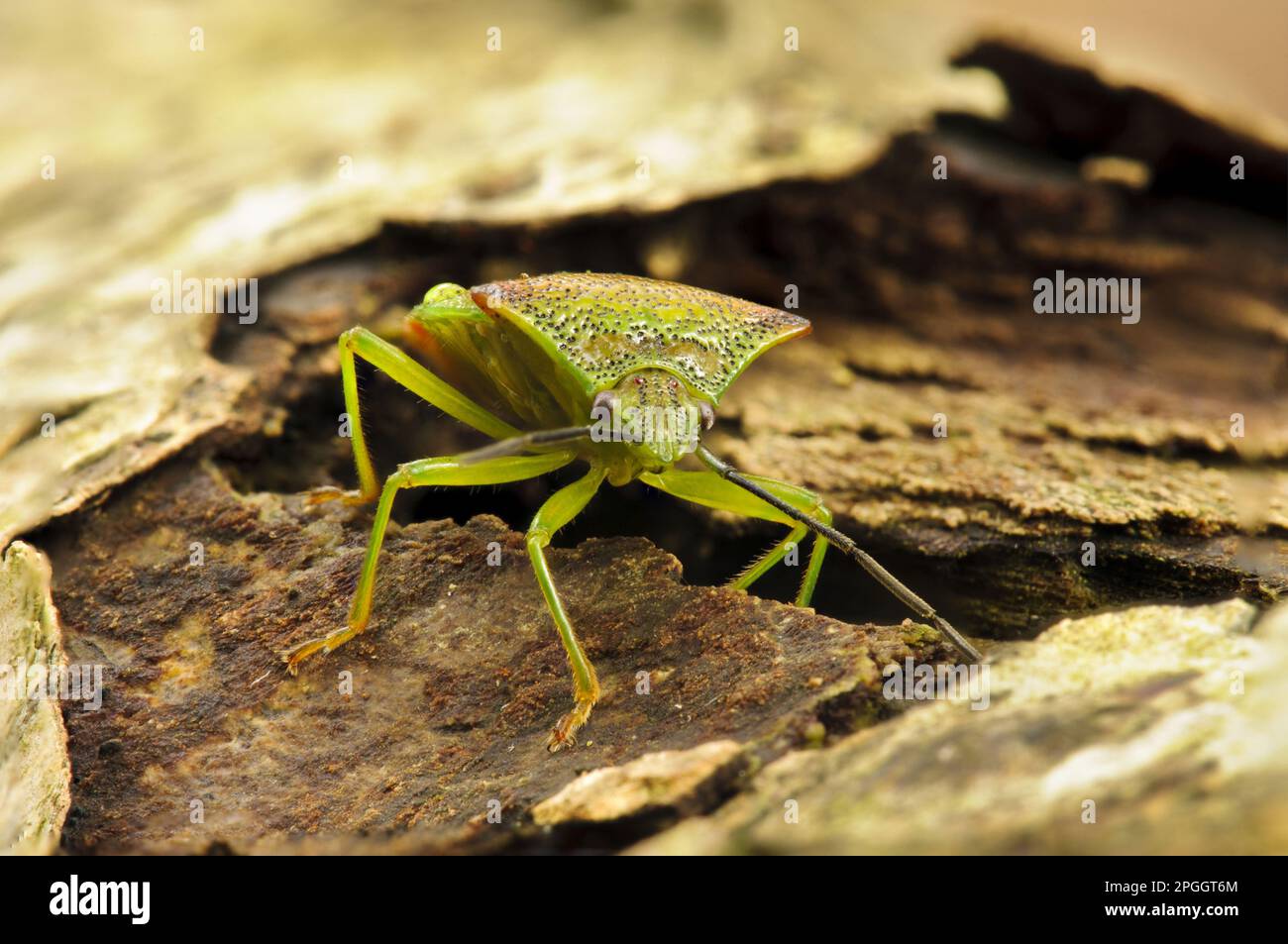 True royal wood hi-res stock photography and images - Alamy